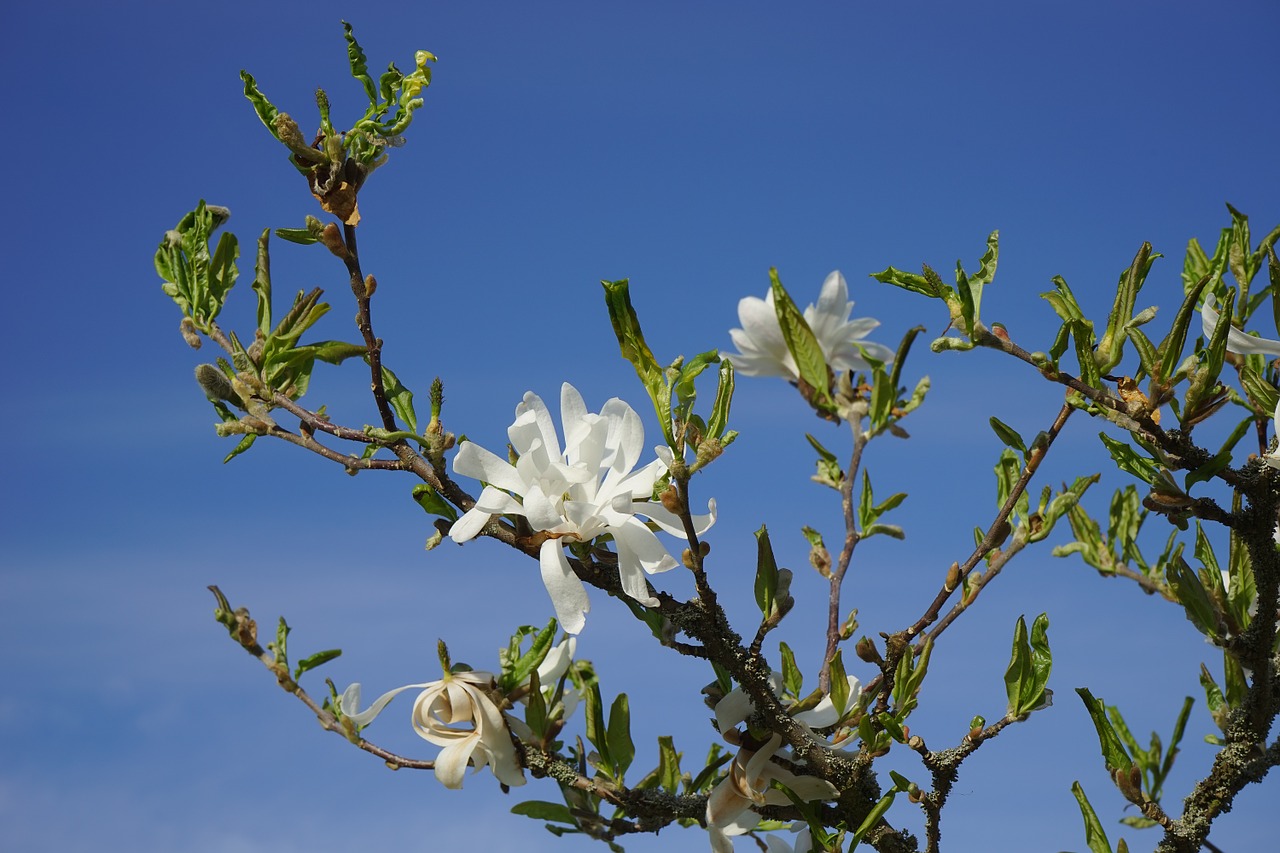 Magnolia-branca-Foto-Pixabay | Helena Schanzer